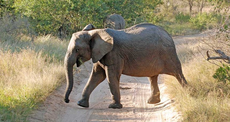 African elephants walk on their tippy-toes | Science News
