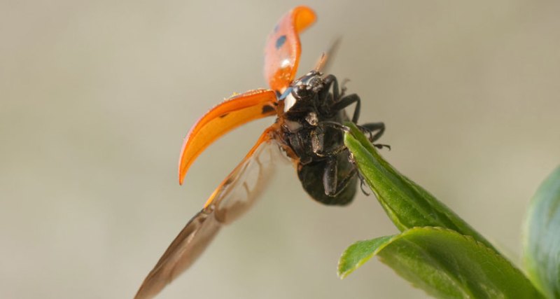 Long-ignored, high-flying arthropods could make up largest land migrations