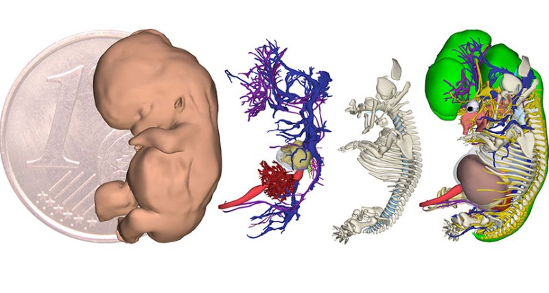 Database provides a rare peek at a human embryo’s first weeks | Science ...