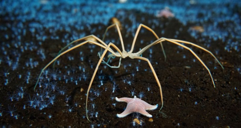 It takes guts for a sea spider to pump blood