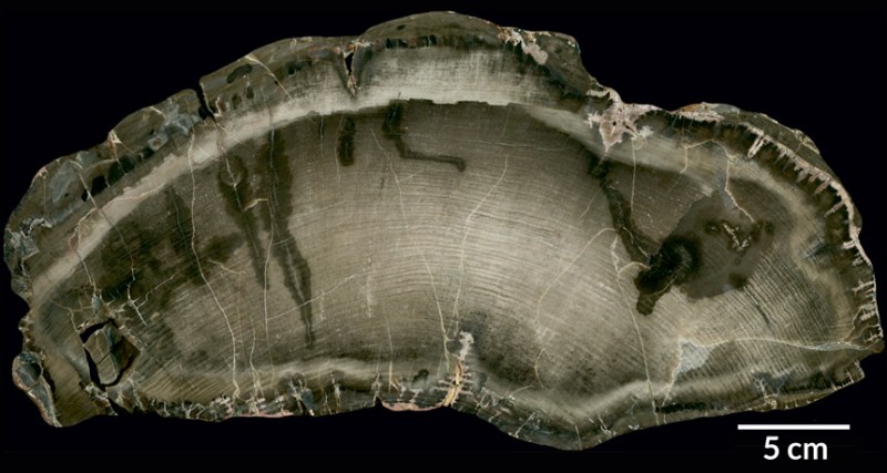 Petrified tree rings tell ancient tale of sun’s behavior