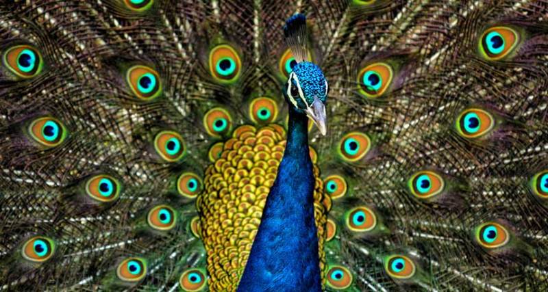 ‘Furry Logic’ showcases how animals exploit physics