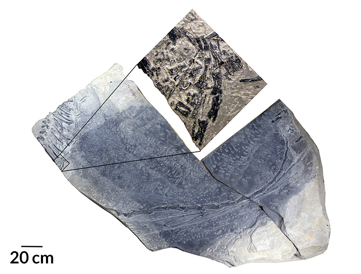 Fossil shows that ancient reptile gave live birth