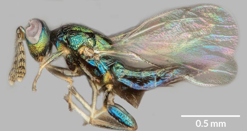 How one enslaving wasp eats through another