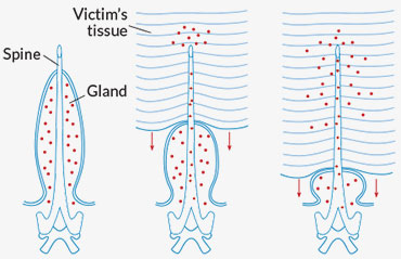 Venomous fish have evolved many ways to inflict pain