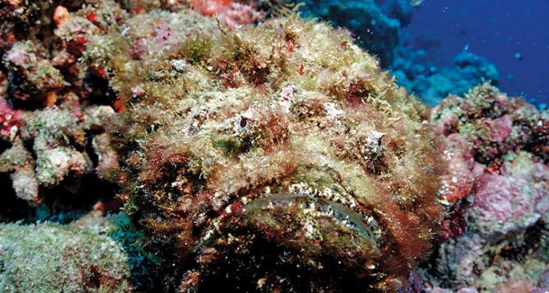 Venomous fish have evolved many ways to inflict pain