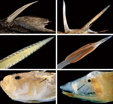 Venomous fish have evolved many ways to inflict pain