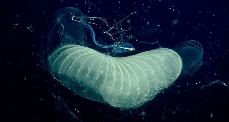 Sea creatures’ sticky ‘mucus houses’ catch ocean carbon really fast