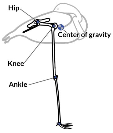 How a flamingo balances on one leg