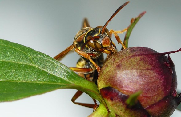 Facial recognition changes a wasp’s brain | Science News