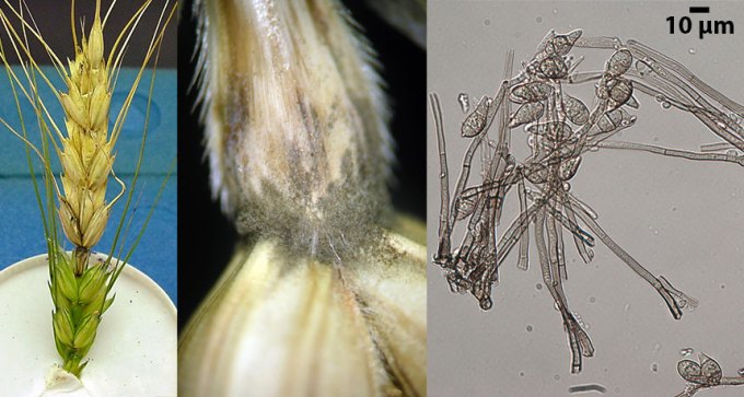 How a crop-destroying fungus mutated to infect wheat