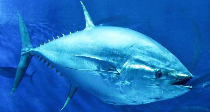 Newly discovered lymph hydraulics give tunas their fancy moves