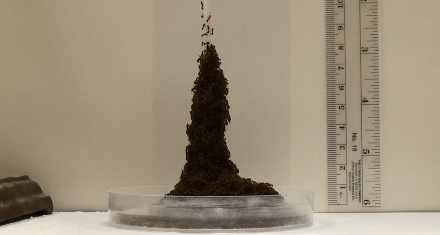 Fire ants build towers with three simple rules | Science News