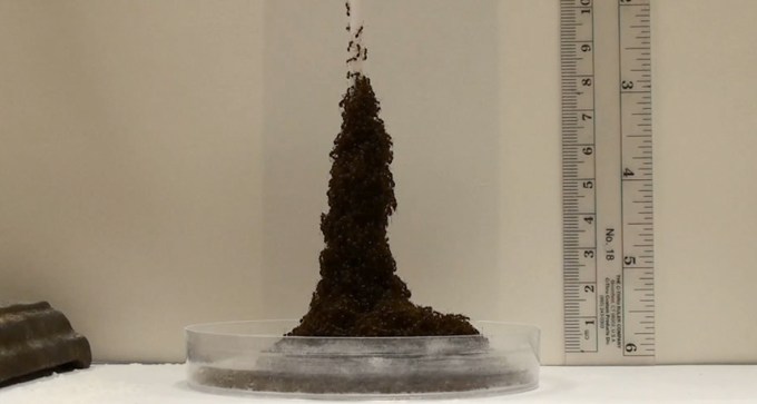 Fire ants build towers with three simple rules | Science News