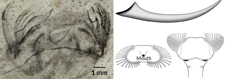 This ancient sea worm sported a crowd of ‘claws’ around its mouth