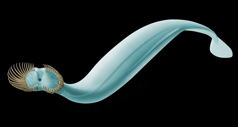 This ancient sea worm sported a crowd of ‘claws’ around its mouth