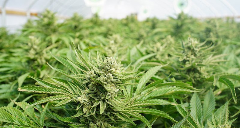 Confusion lingers over health-related pros and cons of marijuana