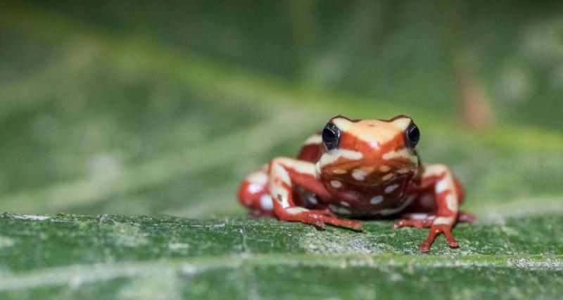 The way poison frogs keep from poisoning themselves is complicated
