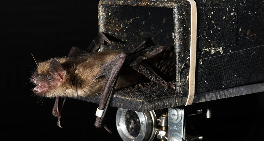 Bat brain signals illuminate navigation in the dark