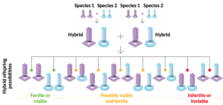 Hybrids reveal the barriers to successful mating between species