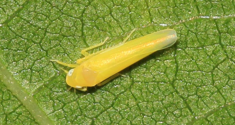Leafhoppers use tiny light-absorbing balls to conceal their eggs