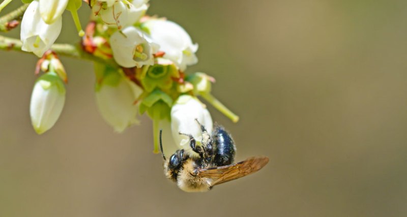 Honeybees fumble their way to blueberry pollination