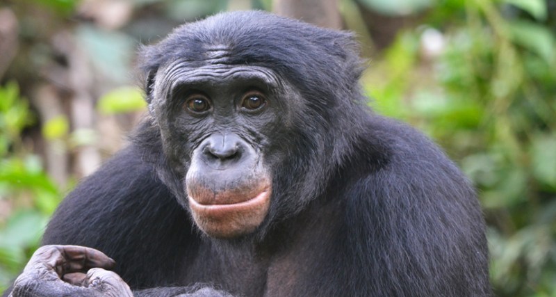 ‘Laid-back’ bonobos take a shine to belligerents
