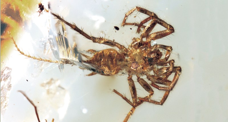 This ancient creature looks like a spider with a tail