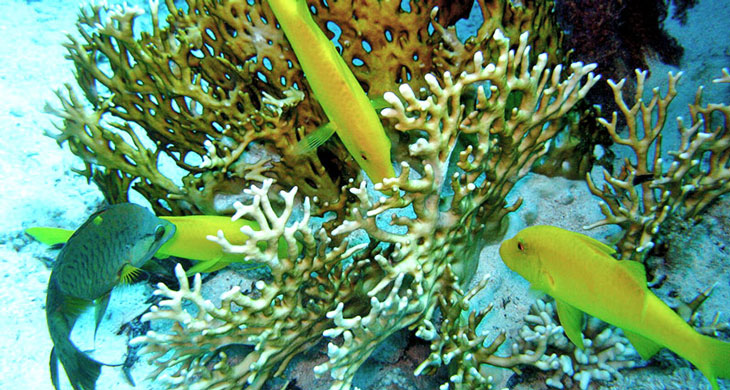 In a pack hunt, it’s every goatfish for itself