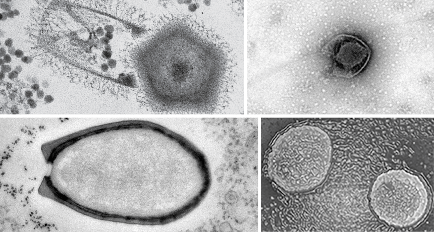 Meet the giants among viruses