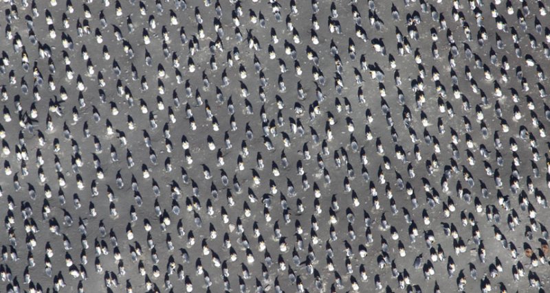 In a colony, king penguins behave like molecules in a 2-D liquid ...