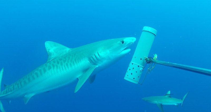 Here’s how to use DNA to find elusive sharks
