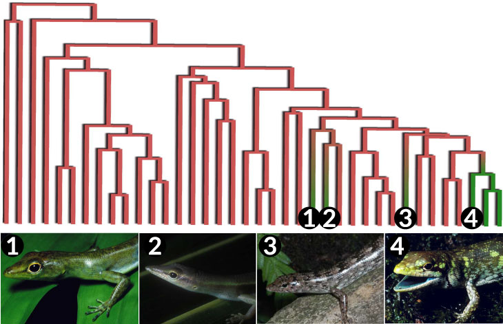 Green blood in lizards probably evolved four times