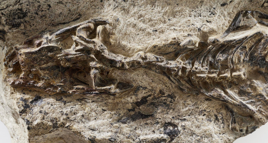The oldest known lizard fossil is 240 million years old | Science News