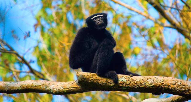 A 2,200-year-old Chinese tomb held a new gibbon species, now extinct