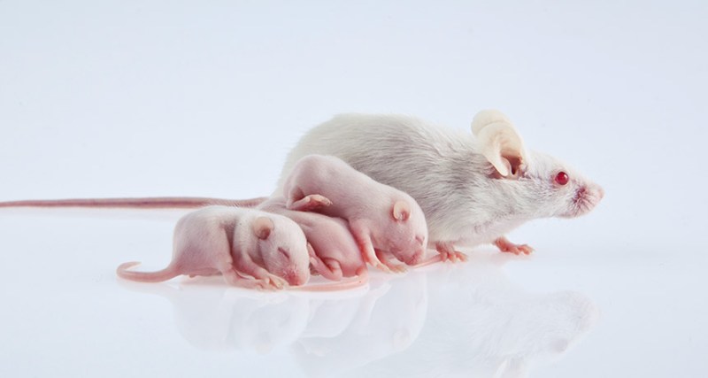 Vaginal microbes in mice transfer stress to their pups