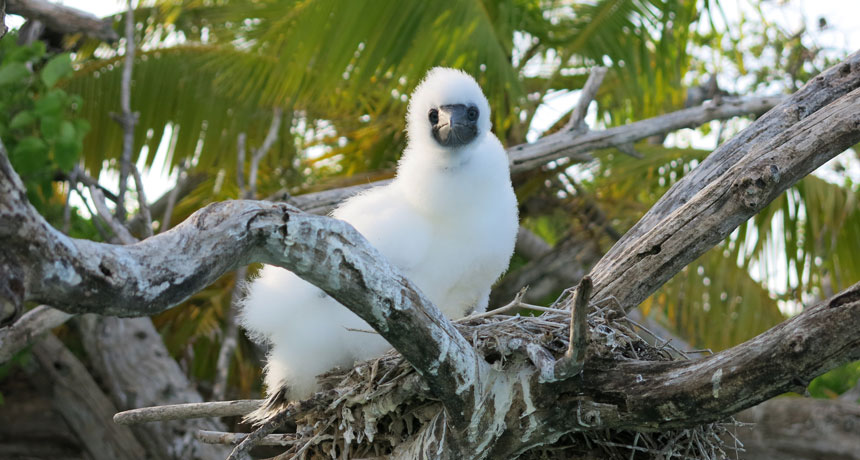 Bird poop helps keep coral reefs healthy, but rats are messing that up