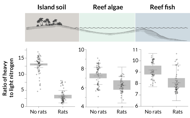 Bird poop helps keep coral reefs healthy, but rats are messing that up