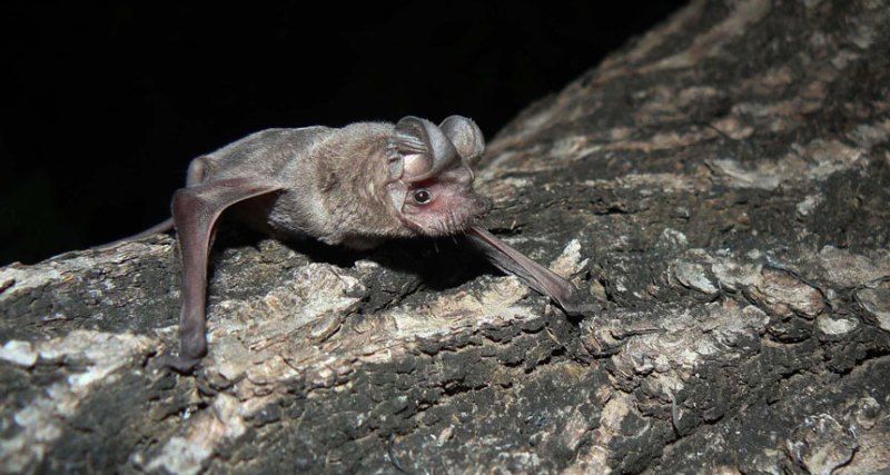 A new Ebola species has been found in bats in Sierra Leone | Science News