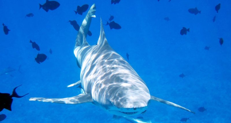 Fossil teeth show how a mass extinction scrambled shark evolution