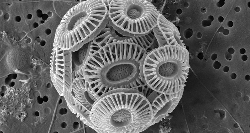 Virus-infected phytoplankton may help clouds grow | Science News