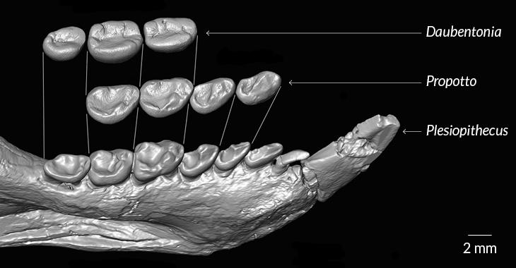 A fossil mistaken for a bat may shake up lemurs’ evolutionary history