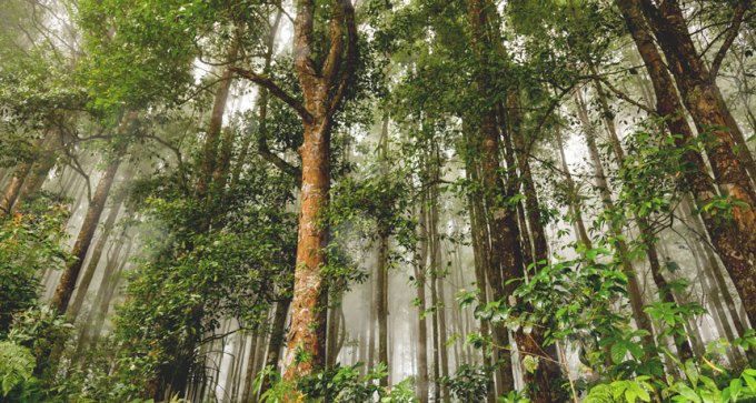 A new map reveals the causes of forest loss worldwide