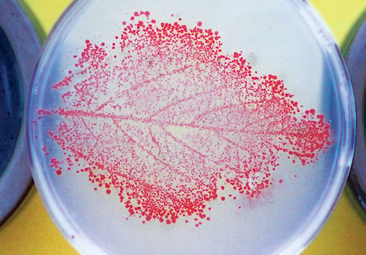 How plant microbes could feed the world and save endangered species