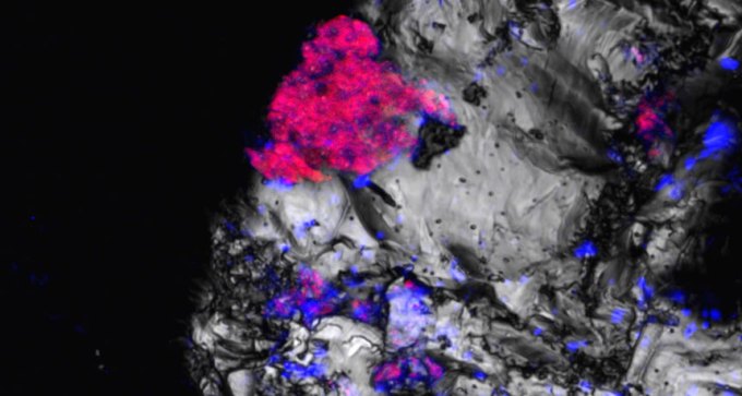 These light-loving bacteria may survive surprisingly deep underground