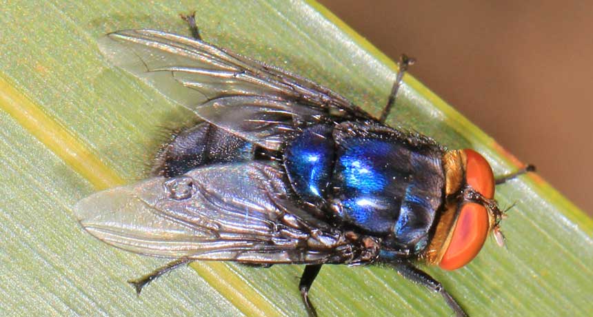 Screwworm flies once inspired a new approach to insect control ...