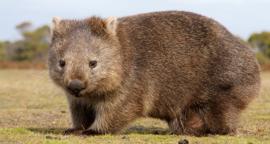 How wombats poop cubes | Science News