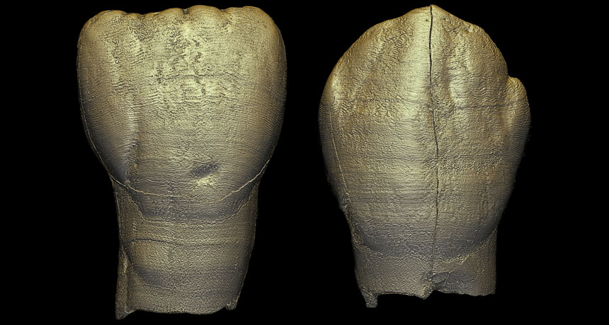 An ancient child from East Asia grew teeth like a modern human
