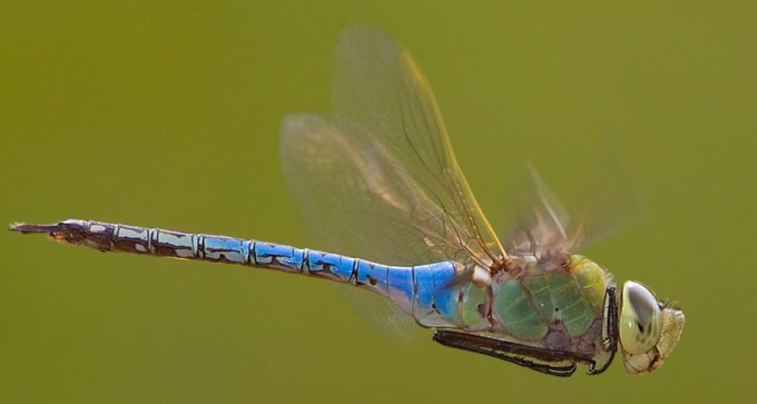 Green darner dragonflies migrate a bit like monarch butterflies