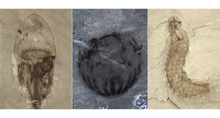 China fossil cache opens new window into Cambrian explosion | Science News